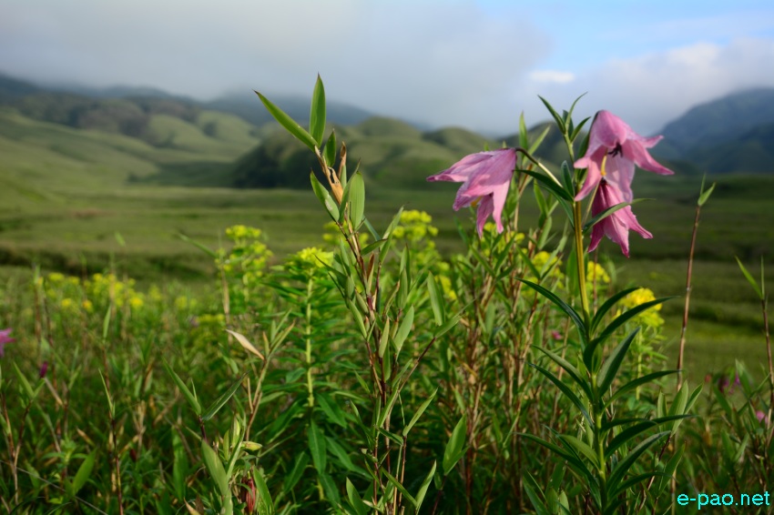 The rare Dzuko Lily in Dzuko valley of Manipur blooming in June 2016 in ...