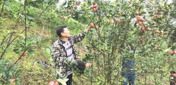 Retiree reaping fruits of organic apple farming : 07th jul25 ~ E-Pao ...