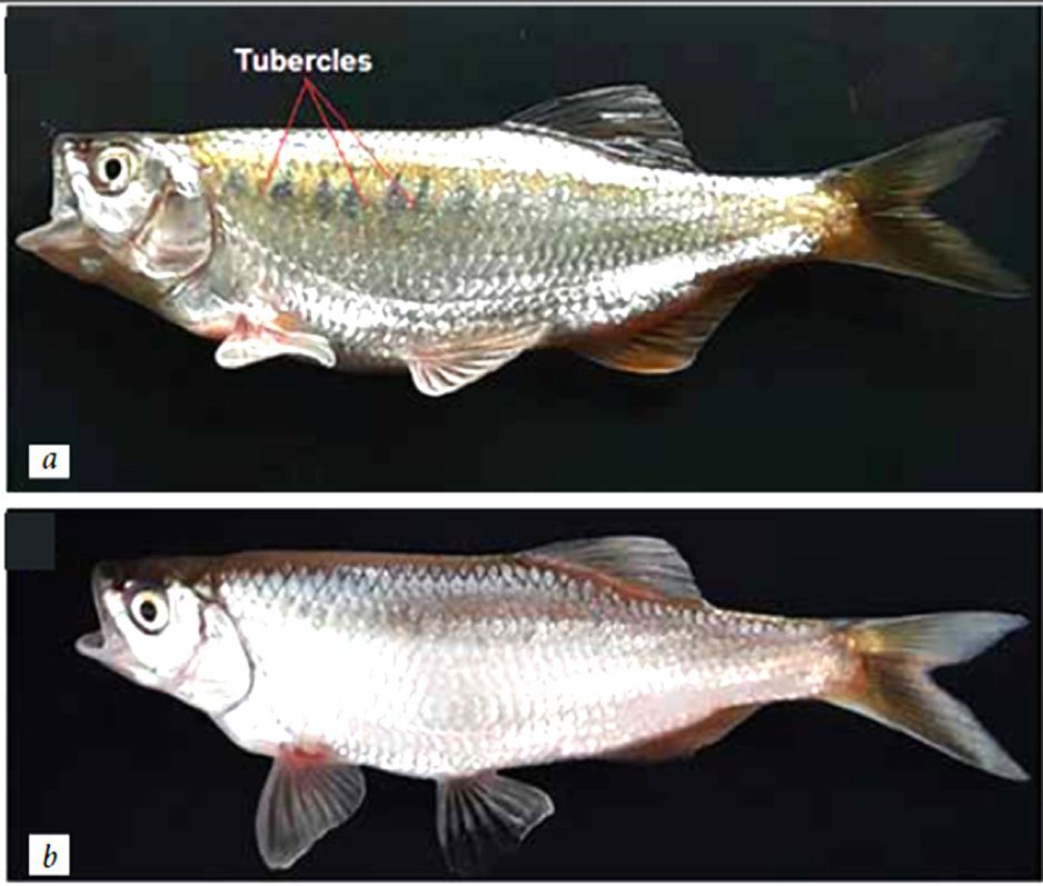 Barilius Imphalensis New fish species discovered in Imphal River