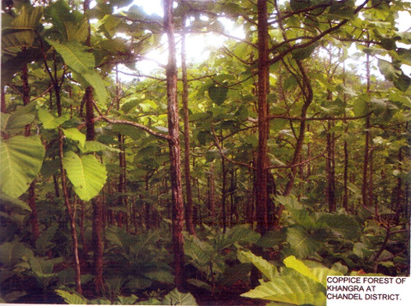 Achievements of Manipur Forest Department during 2012 2013 Part 1