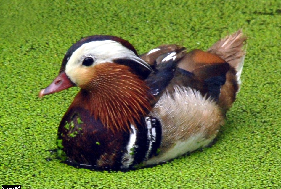 Mandarin duck Sana Manbi reported from Loktak Lake 20131212
