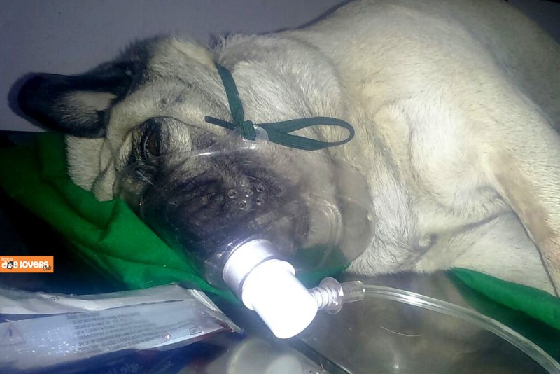 Blood transfusion of dogs successfully done for first time in Manipur ...