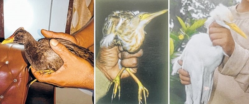 Suiciding birds of Jatinga Part II By Akham Bonbirdhwaja