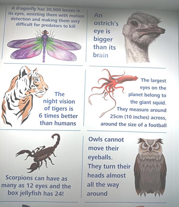 Eye Donation You can see even after your death