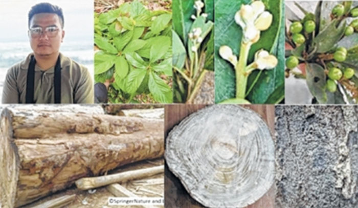 Conservation genetic improvement of State tree Uningthou By Yengkhom ...